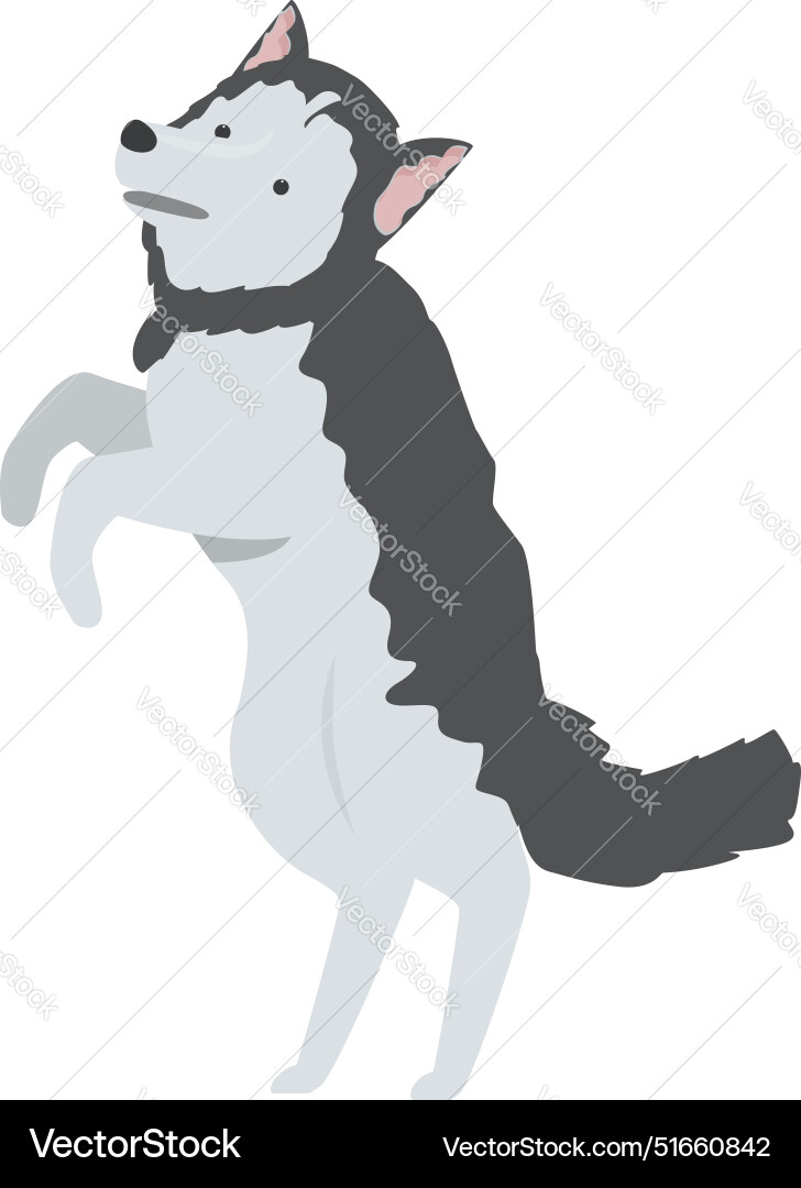Playful husky dog standing on two legs begging Vector Image