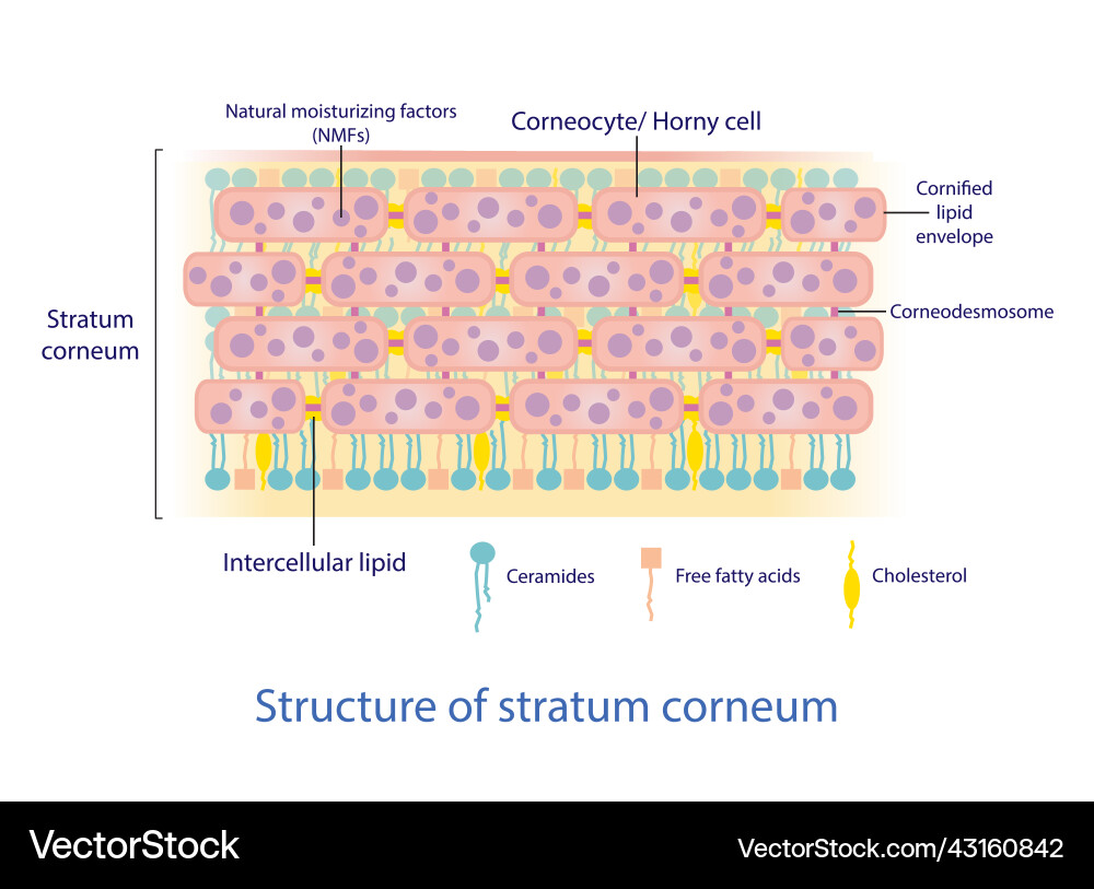 Stratum Corneum Anatomy Royalty Free Vector Image