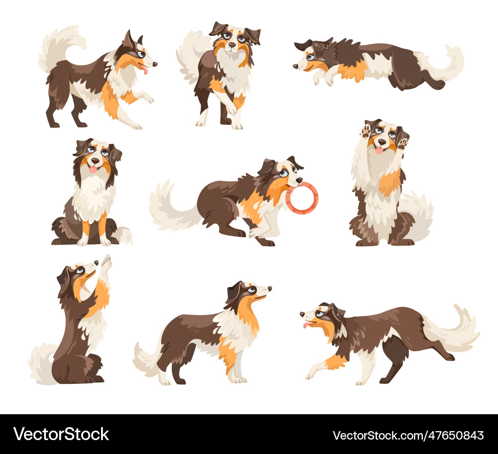 Border collie dog breed in different pose Vector Image