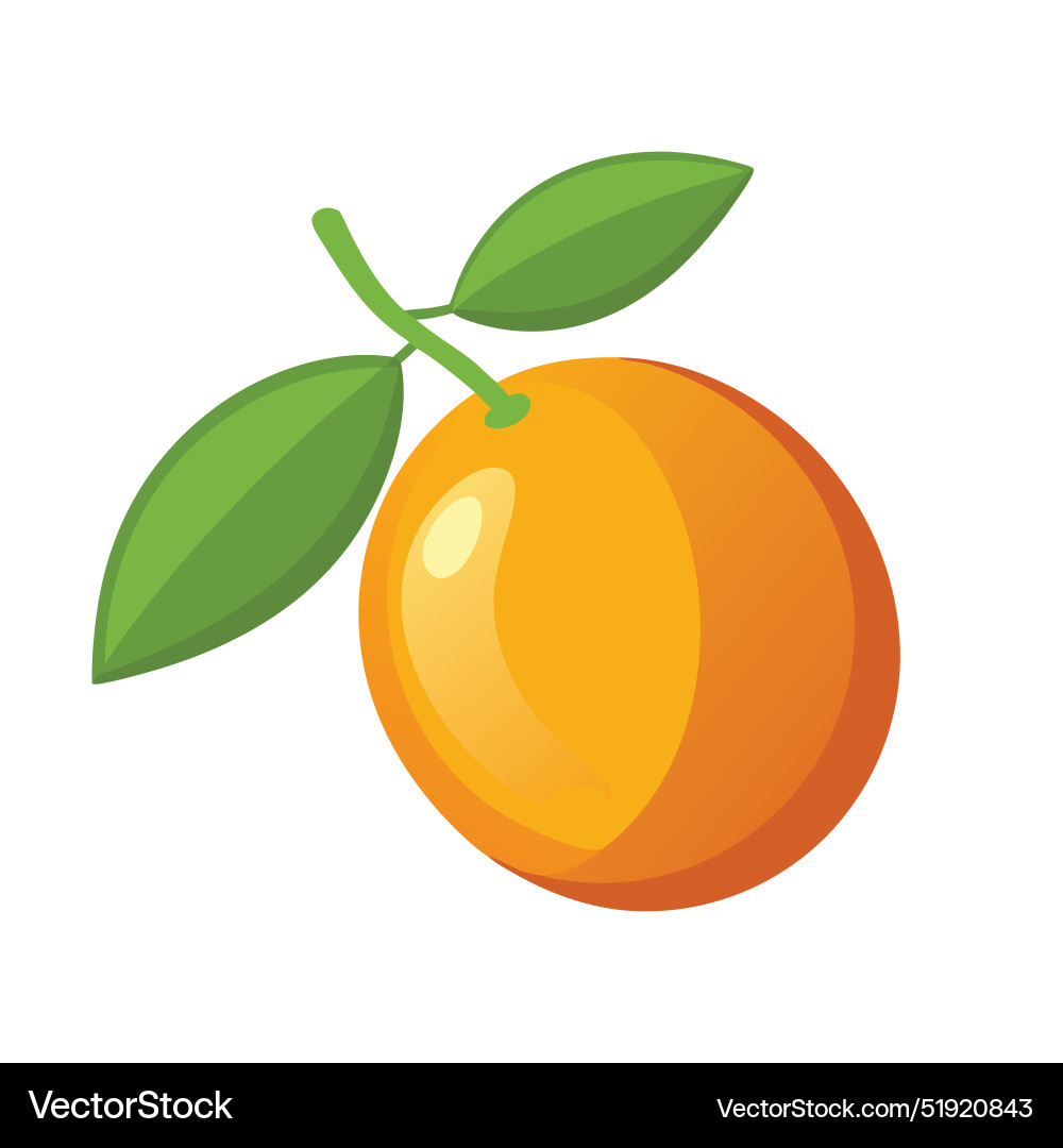 Macadamia nut fruit flat on white background Vector Image