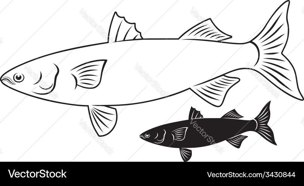 Fish mullet Royalty Free Vector Image - VectorStock