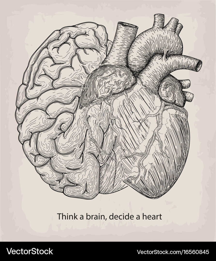 Heart and Brain Vector Images (over 20,000)