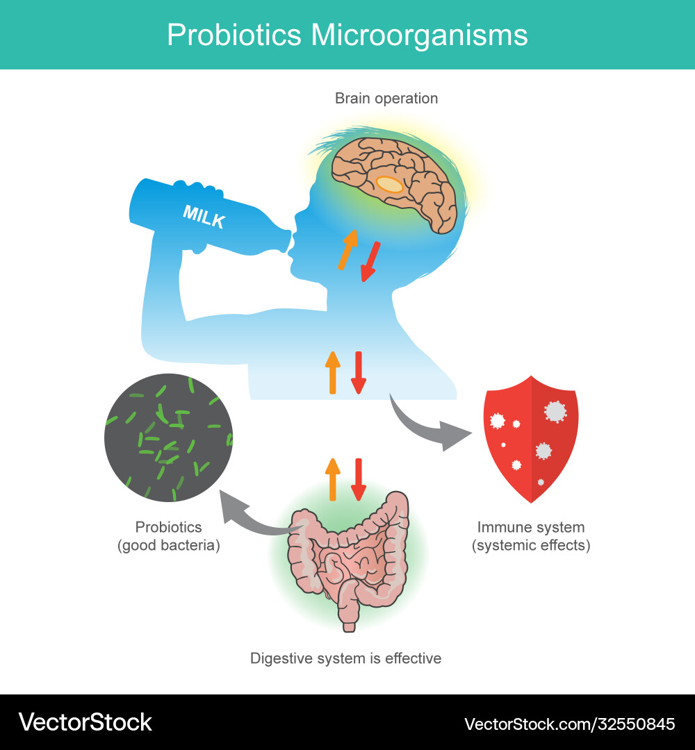 Probiotics microorganisms sample diagram when Vector Image