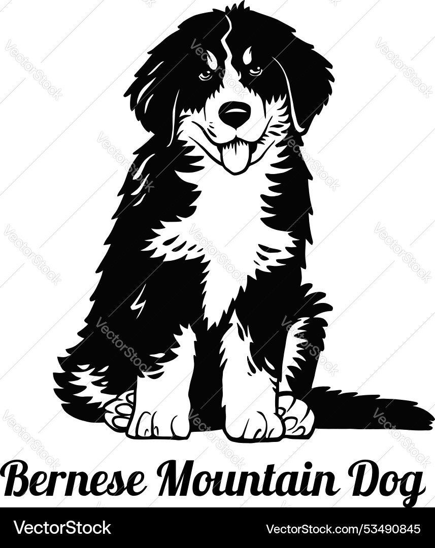 Bernese Mountain Dog Cartoon Vector Images (over 330)