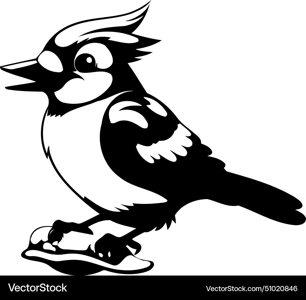 Blue jay bird isolated on white background Vector Image