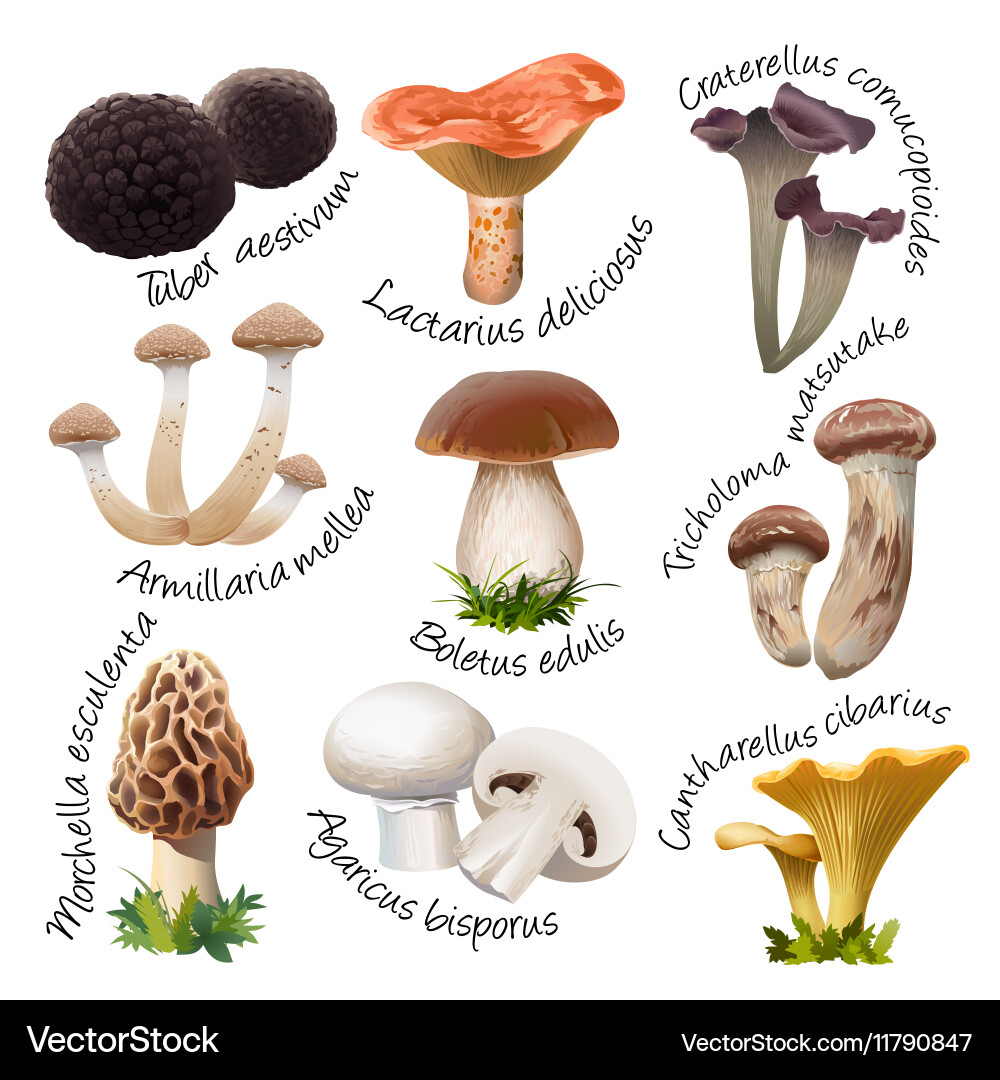 Collection of various species edible mushrooms Vector Image