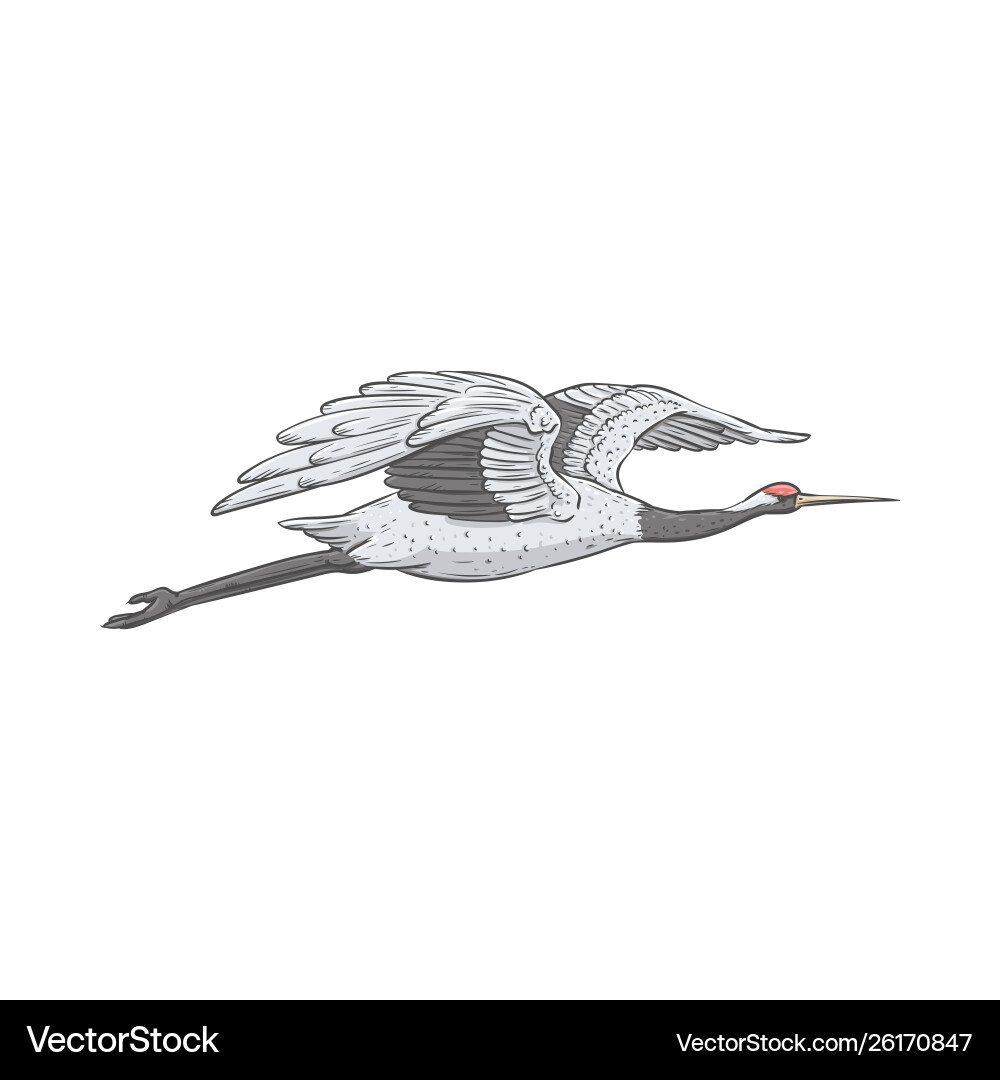 White Japanese Crane in Flight Royalty Free Vector Image