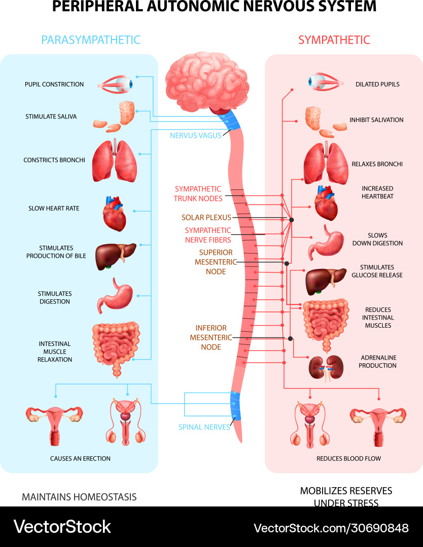 Nervous system realistic chart Royalty Free Vector Image