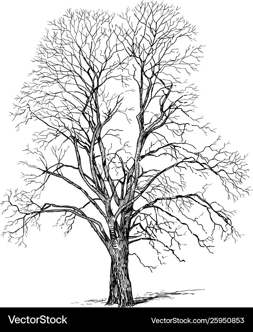 Old tree Royalty Free Vector Image - VectorStock