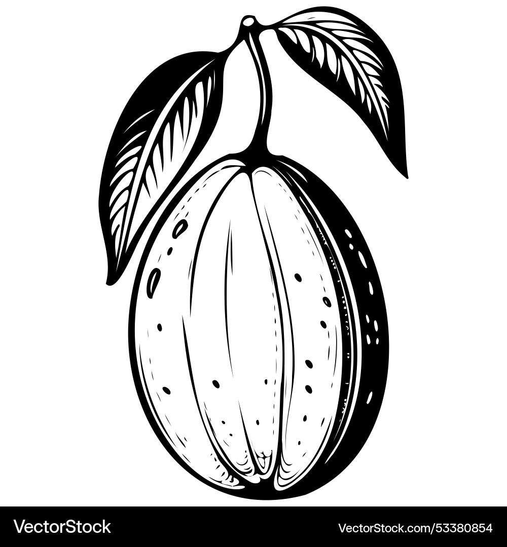 Black mango ink hand drawn fruit transparent Vector Image