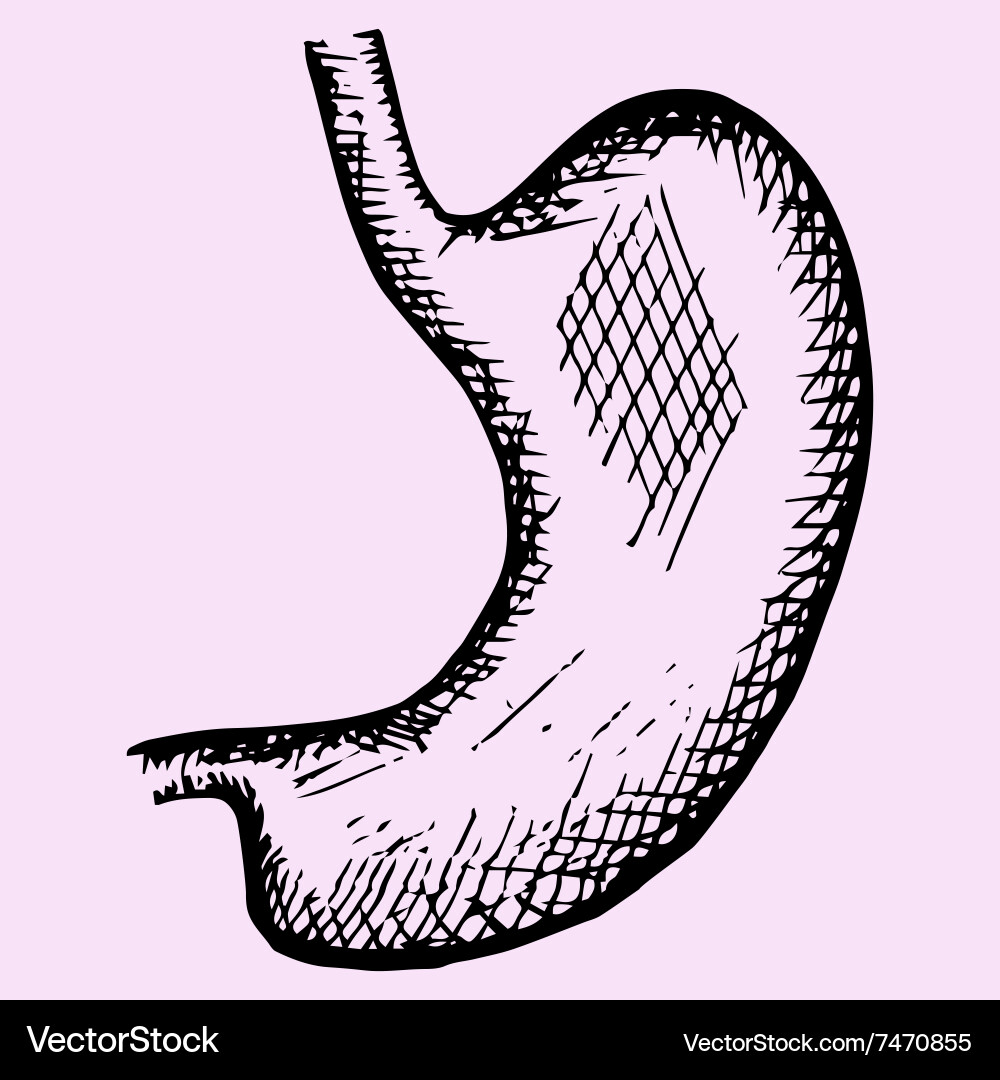 Stomach Royalty Free Vector Image - VectorStock