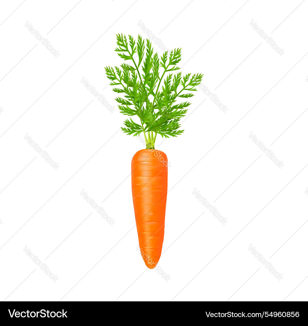 Carrot realistic 3d raw whole vegetable isolated Vector Image