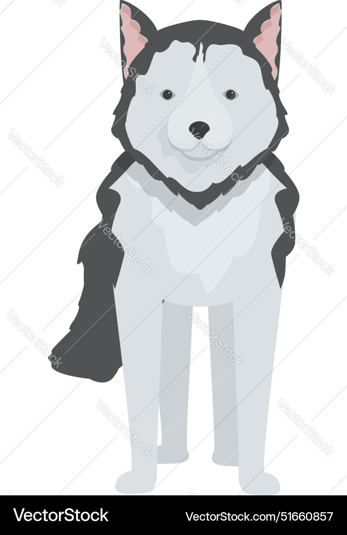 Adorable husky dog standing on white background Vector Image