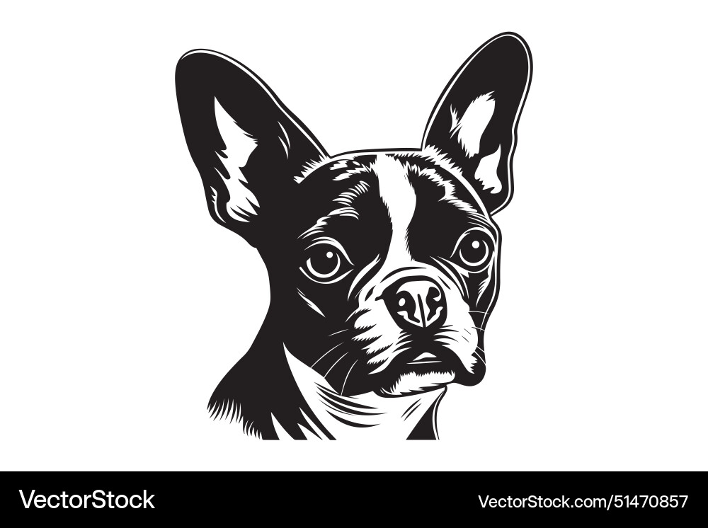 Boston terrier dog logo hand drawn line art Vector Image