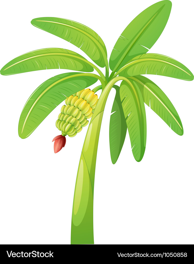 Banana tree Royalty Free Vector Image - VectorStock