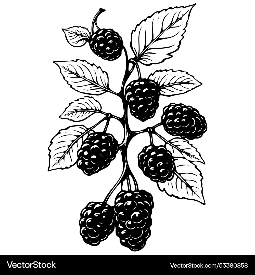 Black mulberry drawing realistic hand Royalty Free Vector