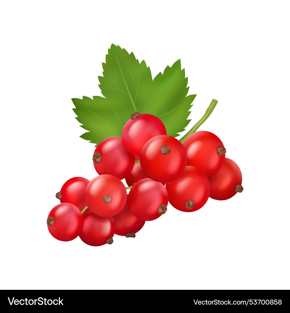 Redcurrant realistic berries sweet summer fruit Vector Image