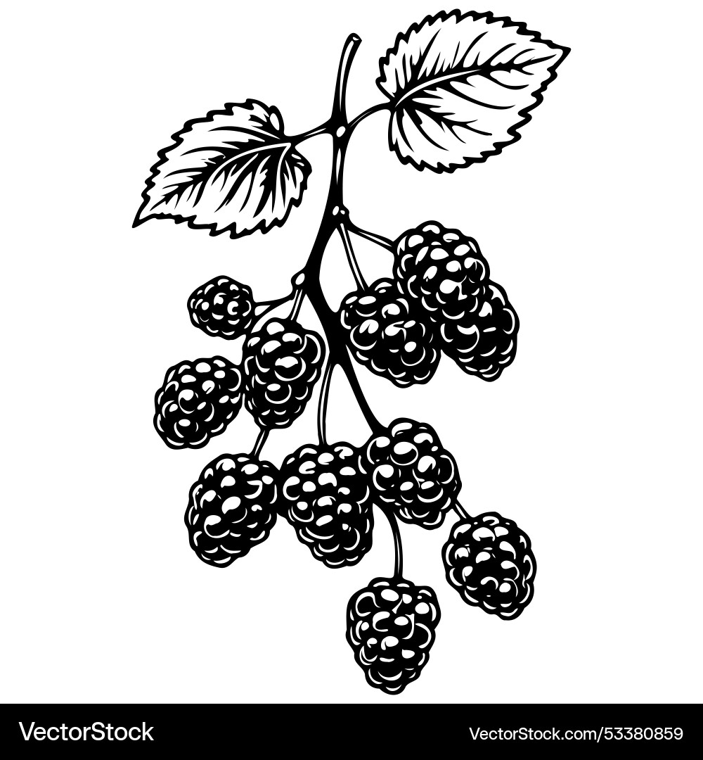 Black mulberry drawing realistic outline fruit Vector Image