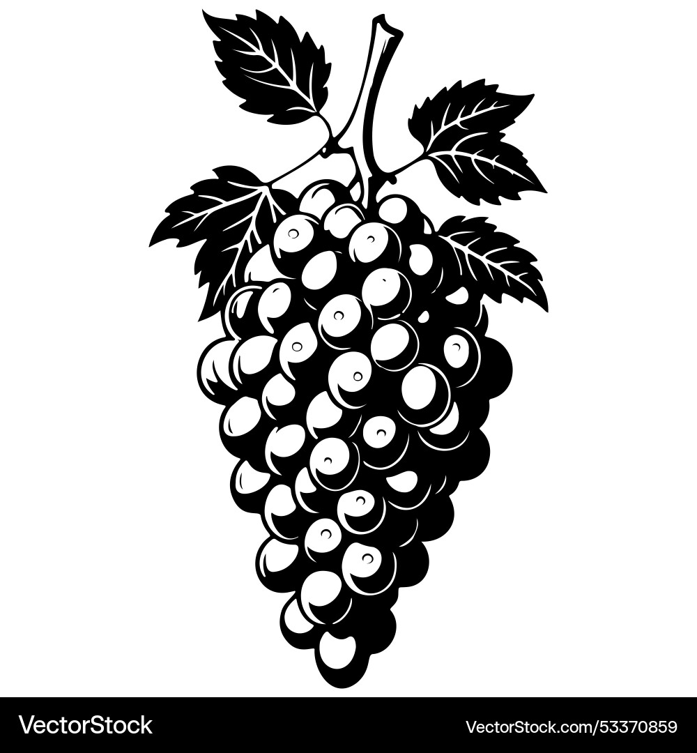 Grape engrave hand drawn line transparent Vector Image