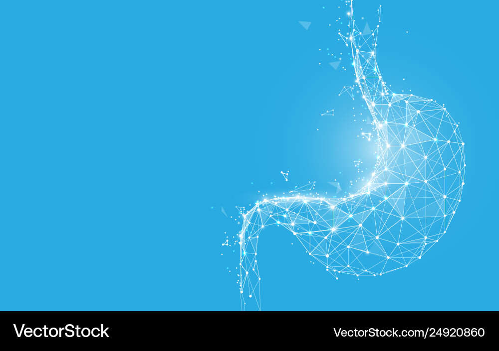 Abstract Human Stomach - Lines & Particles Vector Image