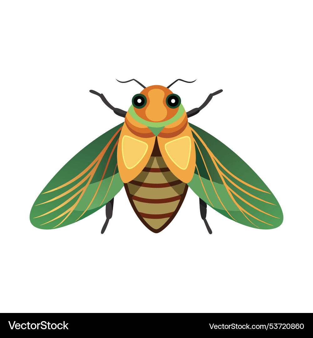 Cicada insect isolated flat white background Vector Image