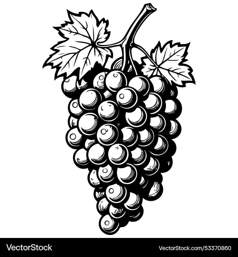 Grape monochrome hand drawn line transparent Vector Image