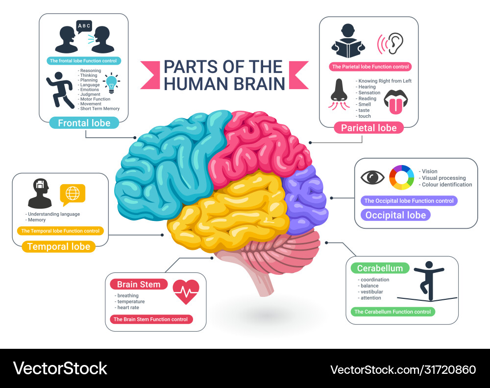 Human Brain Anatomy Diagram Royalty Free Vector Image