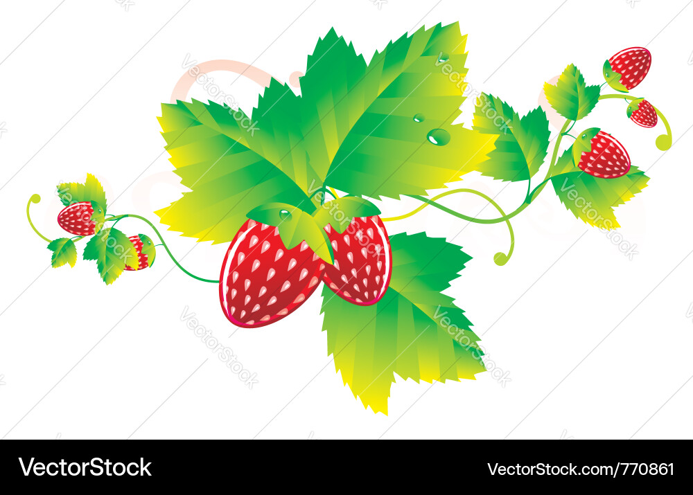Strawberry leaves Royalty Free Vector Image - VectorStock