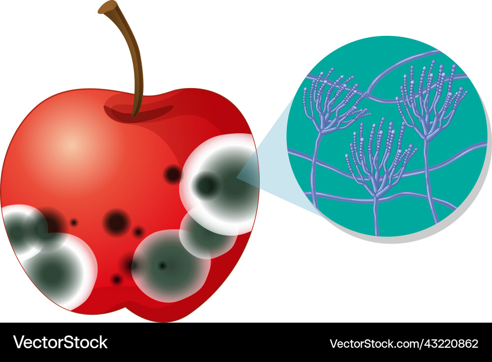 Inedible decomposed apple with mould Royalty Free Vector