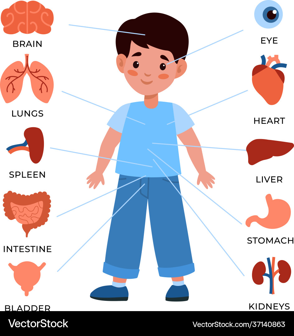 Organ Systems Of The Human Body For Kids