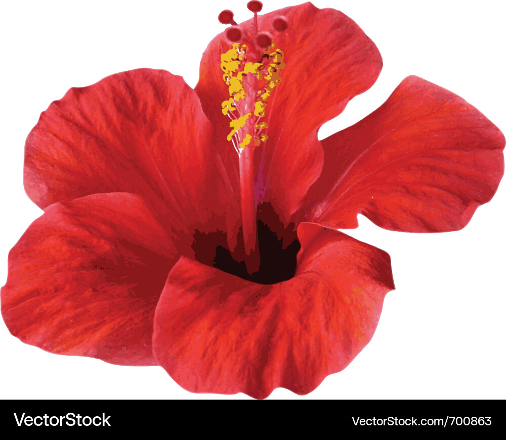 Vibrant Hibiscus Flower Royalty Free Vector Image