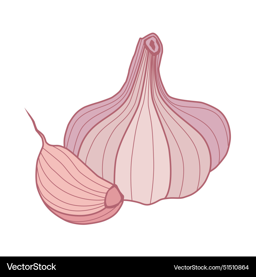 Red garlic Royalty Free Vector Image - VectorStock