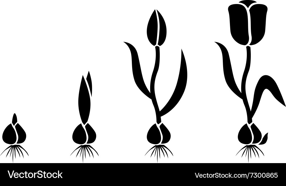 Tulip Growth Cycle Silhouette Royalty Free Vector Image