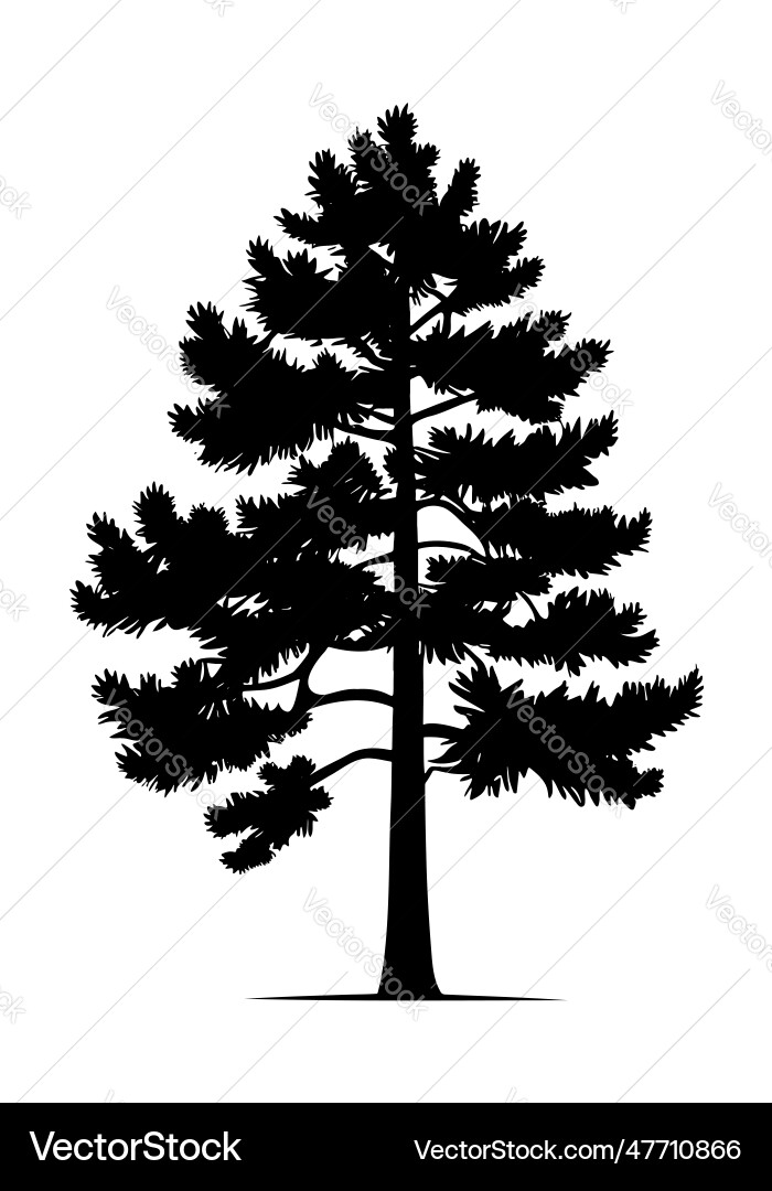 Conifer tree silhouette isolated on white Vector Image