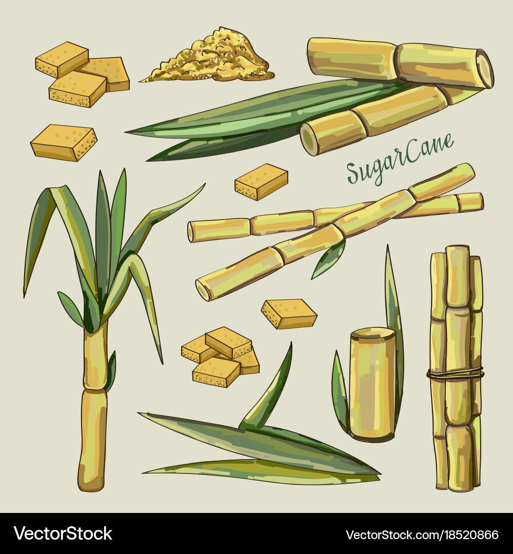 Sugar cane icons Royalty Free Vector Image - VectorStock