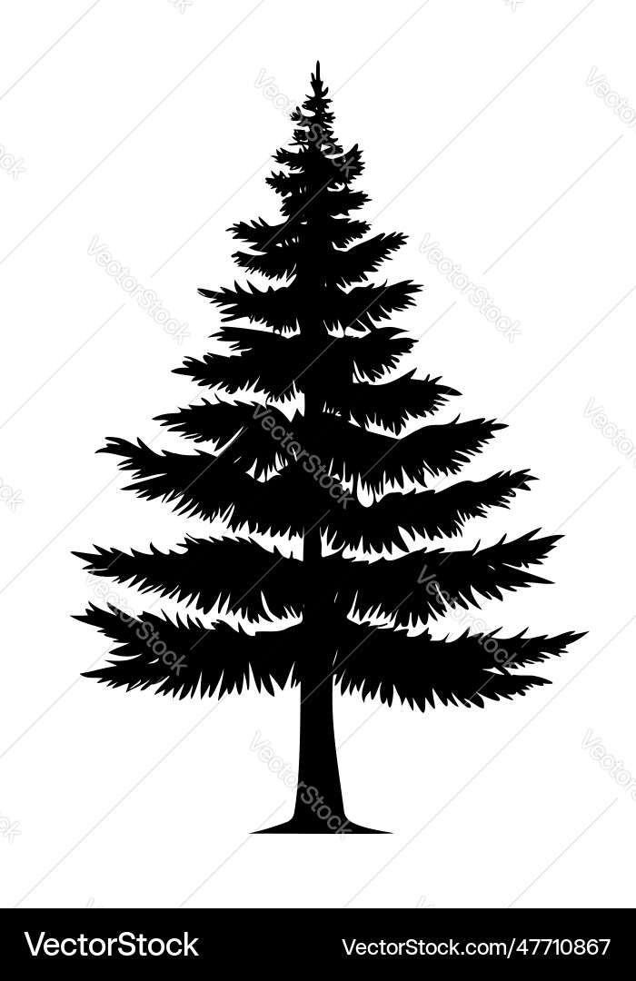 Conifer tree silhouette isolated on white Vector Image