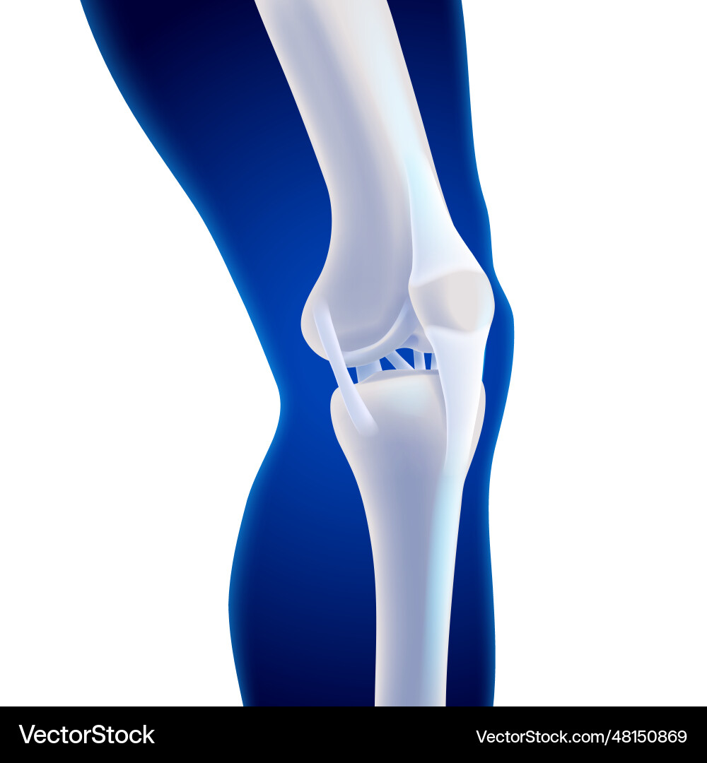 3d of the inner knee bone showing ligaments Vector Image