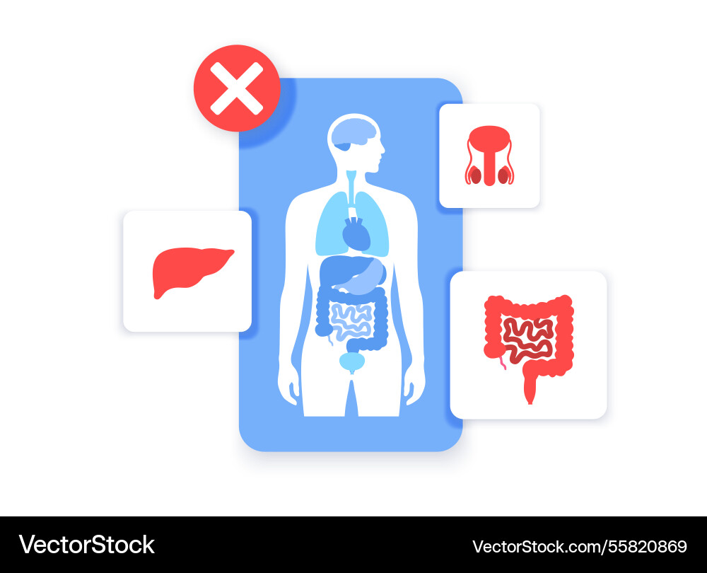 Human internal organs Royalty Free Vector Image