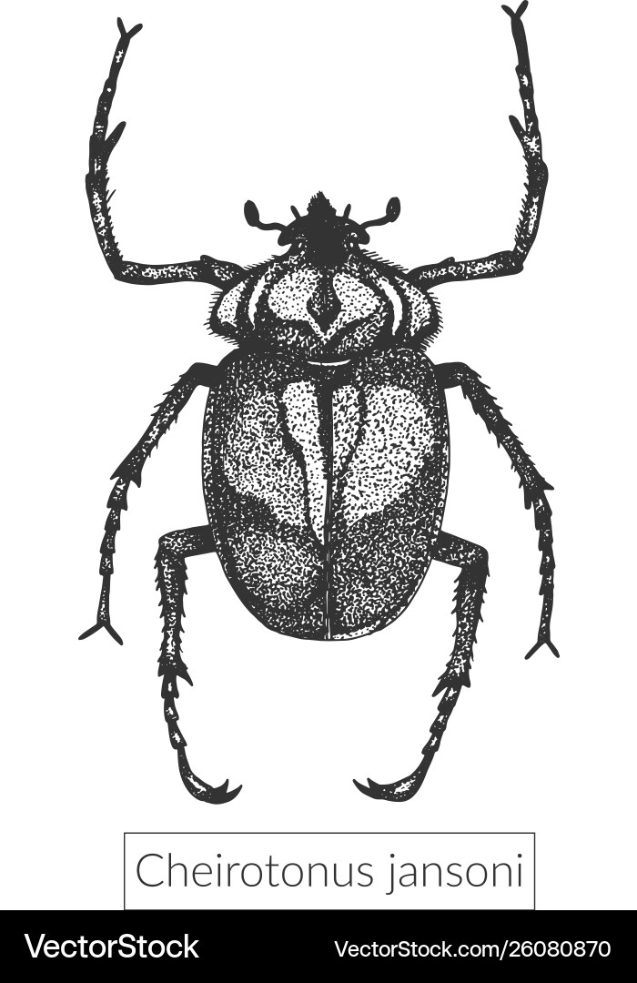 Macro detailed drawn insect Royalty Free Vector Image