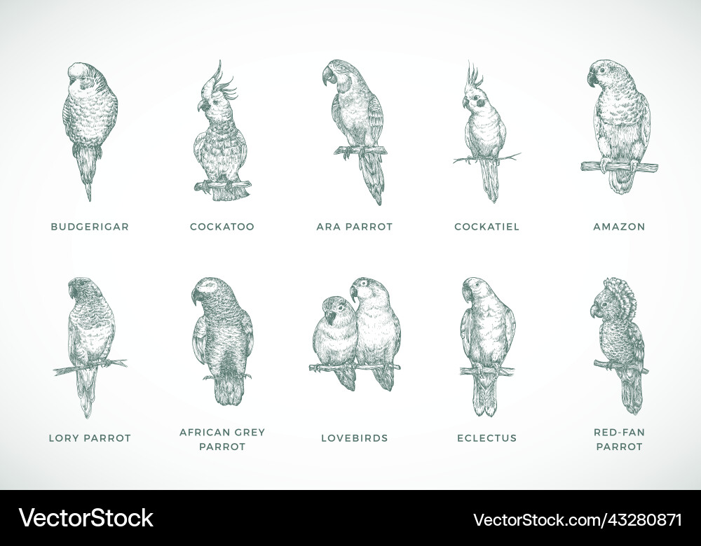 Hand drawn parrots species Royalty Free Vector Image