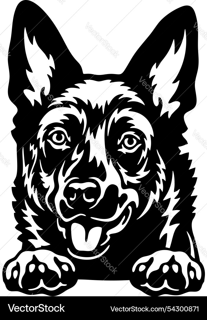 Peeking australian kelpie - dog lover owner gift Vector Image