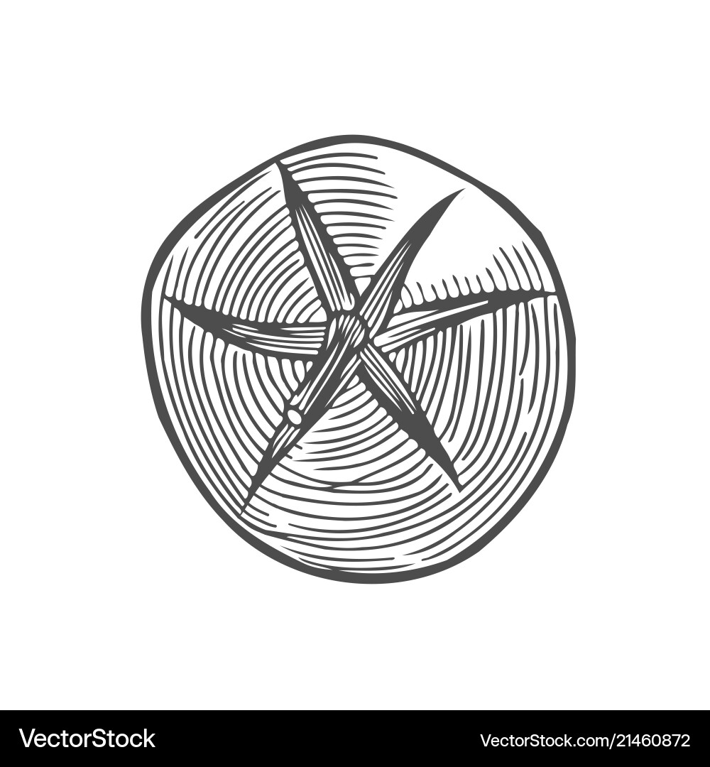 Tomato hand drawing Royalty Free Vector Image - VectorStock