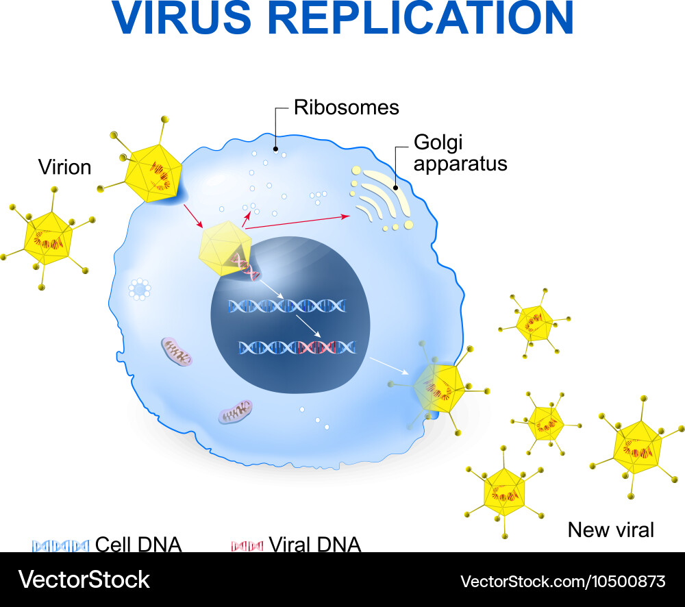 Virus replication Royalty Free Vector Image - VectorStock