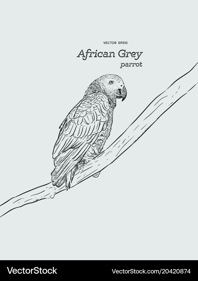 Draw African Grey