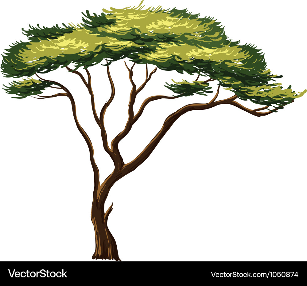 African tree Royalty Free Vector Image - VectorStock