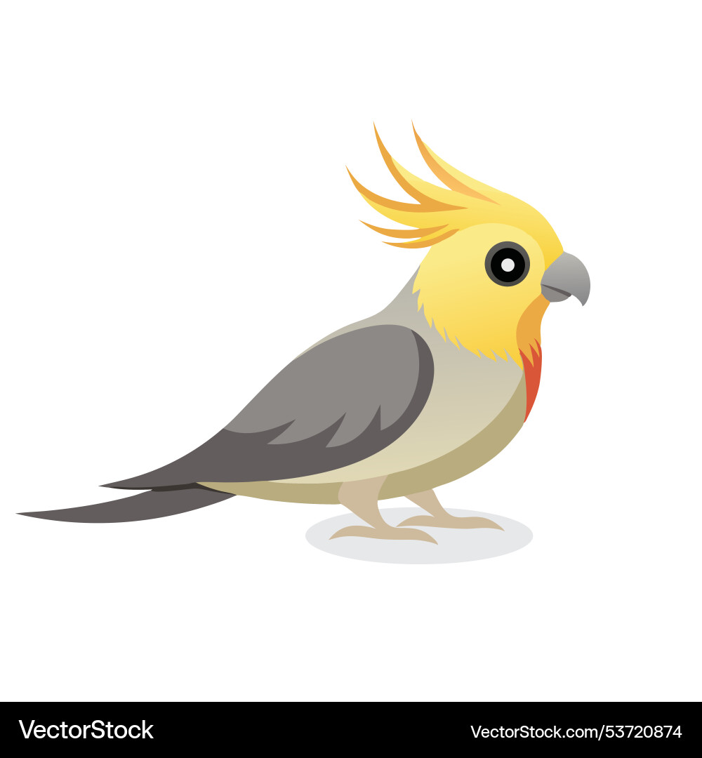 Cockatiel bird isolated flat on white background Vector Image