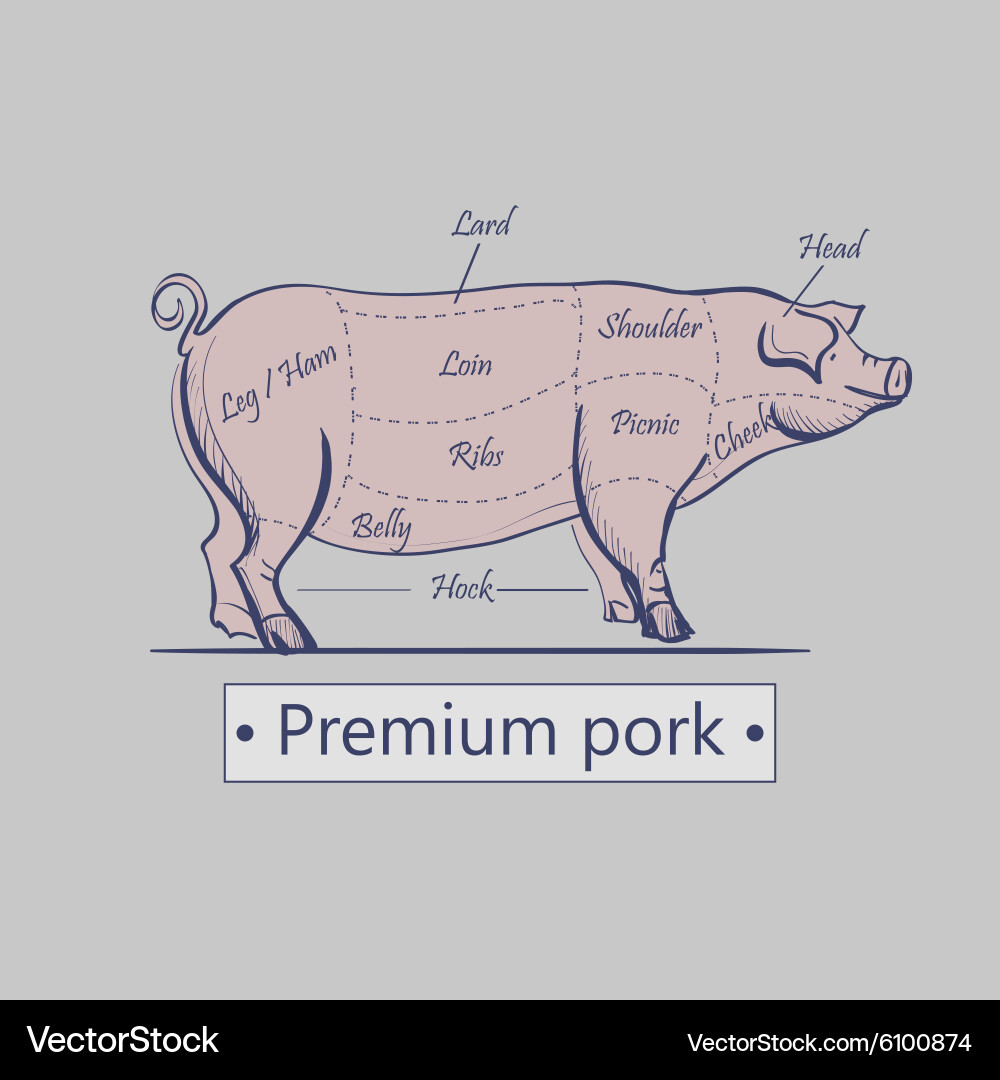Pork Cuts & Butchery Royalty Free Vector Image