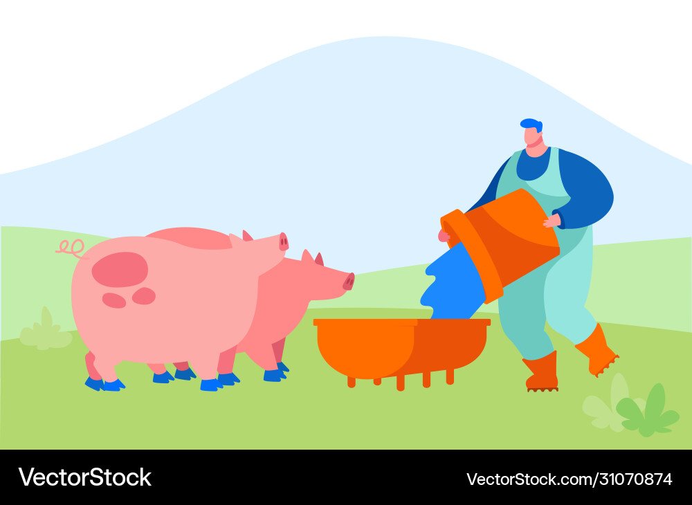 Young man feeding pigs putting grain in trough Vector Image