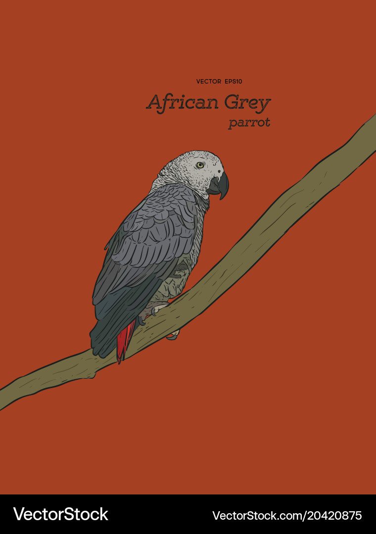African grey parrot hand draw sketch Royalty Free Vector