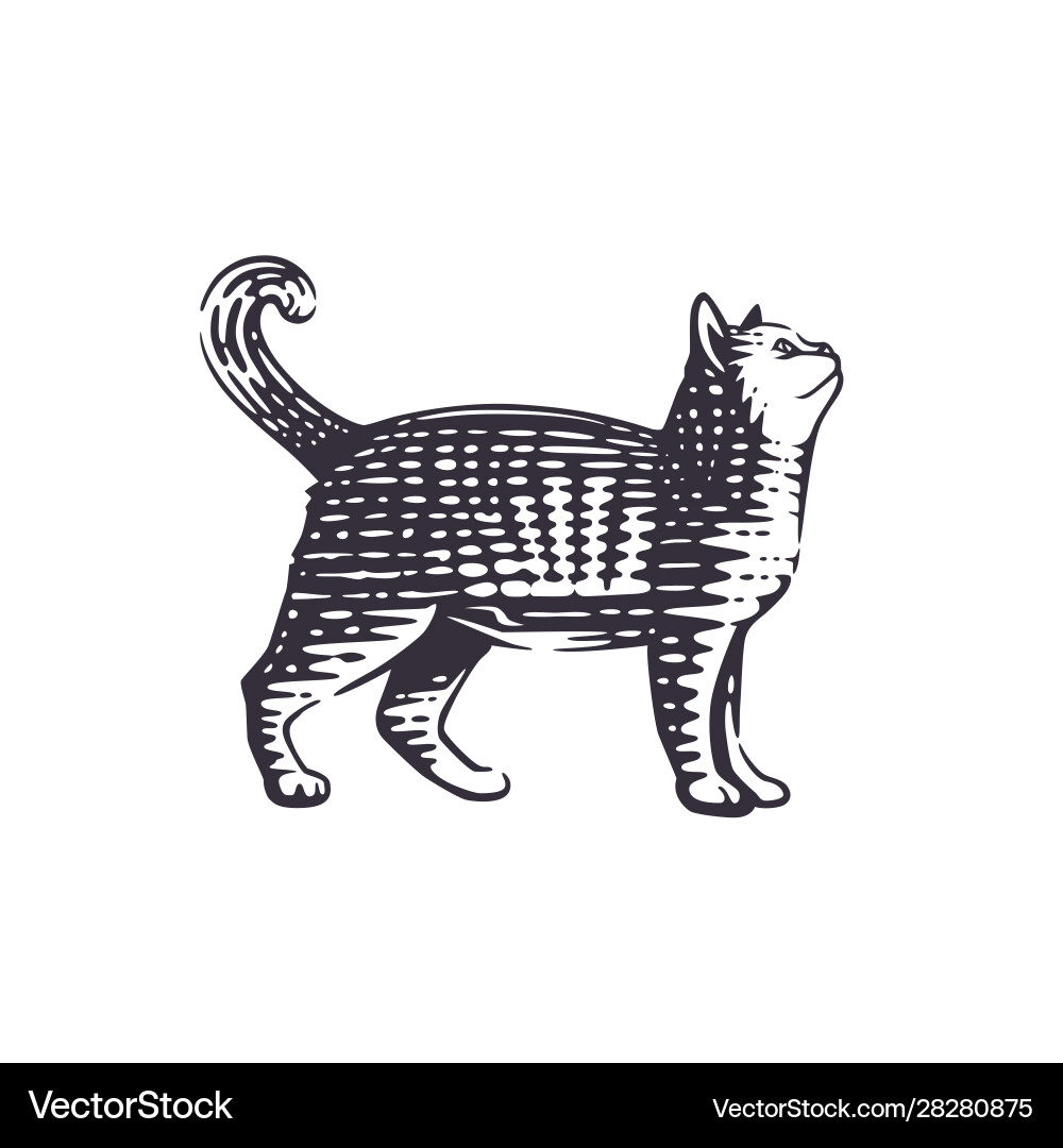 Cat Royalty Free Vector Image - VectorStock